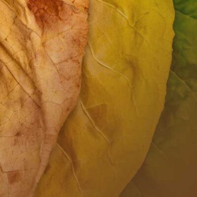 Taste it! – Savourez le mélange